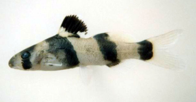 Species Details | Ecognosis